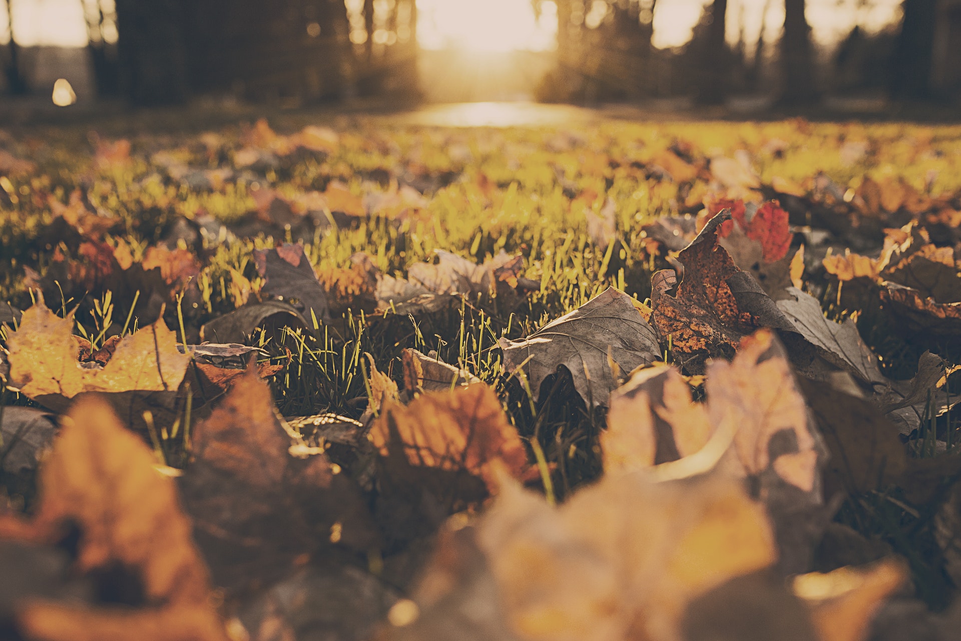 3 Reasons Aeration Is Important For Your Lawn This Fall